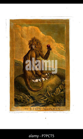 21, Lion Monkey, Charles Catton's Animals (1788) (cropped Stock Photo ...