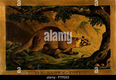26, Brown Coti, Charles Catton's Animals (1788) (cropped Stock Photo ...