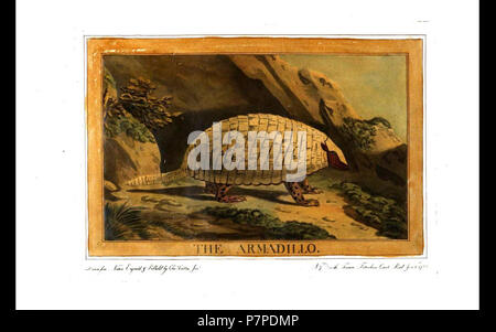 31, Armadillo, Charles Catton's Animals (1788 Stock Photo - Alamy