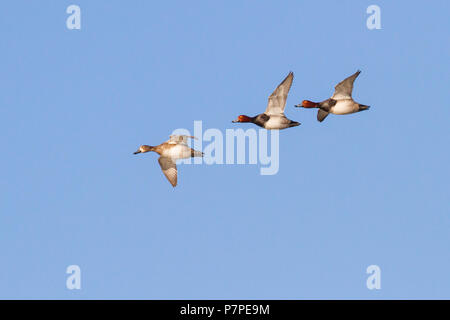 Redhead (Aythya americana) Ducks in Flight Stock Photo - Alamy