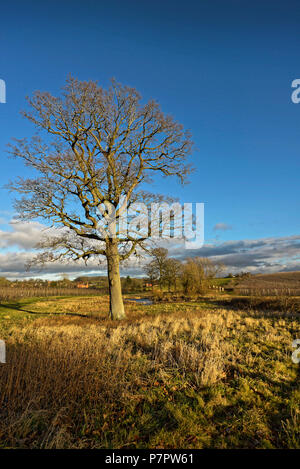 Countryside scenes at Burghill, a village in Herefordshire, England ...