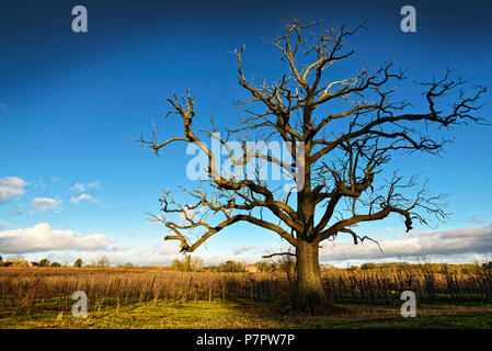 Countryside scenes at Burghill, a village in Herefordshire, England ...
