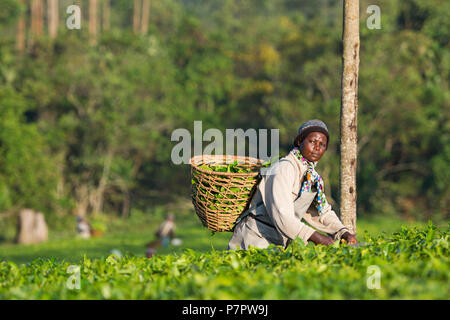 Tea Harvesting, Ugandan Women Harvest Tea in Ankole region, Uganda ...