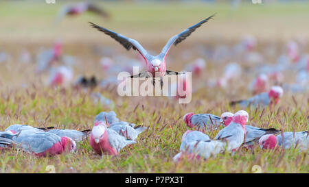 Galah - flock in flight Eolophus roseicapilla Kangaroo Island South ...