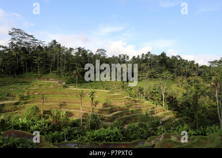 Ubud, Indonesia – June 27 2018: Rice fields on the outskirts of Ubud ...