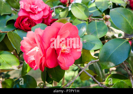 Dr Clifford Parks, a reticulata hybrid Camellia first released in ...