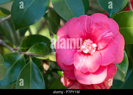 Dr Clifford Parks, a reticulata hybrid Camellia first released in ...