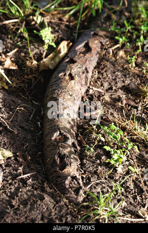 Tree root with interesting patterns Stock Photo - Alamy
