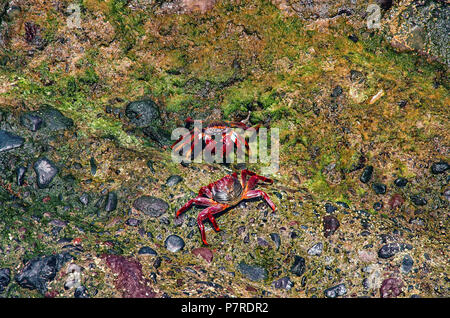 Portugal, Madeira Island, Red Crab (Grapsus adscensionis Stock Photo ...