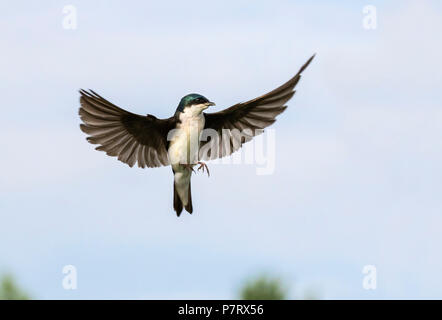 Tree swallow (Tachycineta bicolor) flying with insects in the beak ...