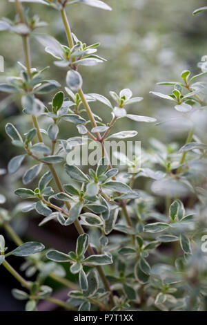 Lemon thyme (Thymus x citriodorus) 'Silver Queen' and 'Aureus' mix ...