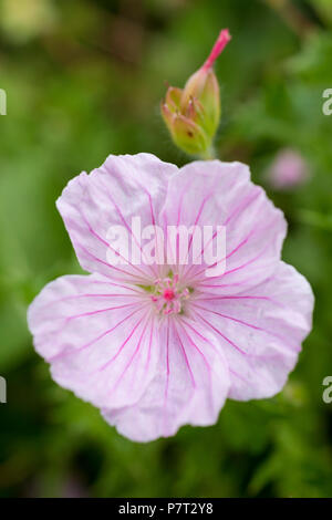 Geranium sanguineum var striatum striped bloody cranesbill – very pale ...
