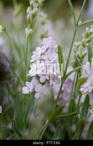 English lavender (Lavandula angustifolia) 'Aromatico Evolution ...