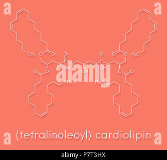 Cardiolipin (tetralinoleoyl cardiolipin) molecule. Important component ...