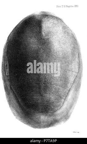 Aspidochelys livingstonii = Cycloderma frenatum Peters, 1854 English ...