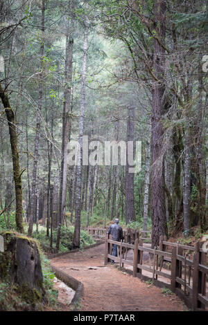 Monarch Butterflies at Piedra Herrada Sanctuary in the State of Mexico ...