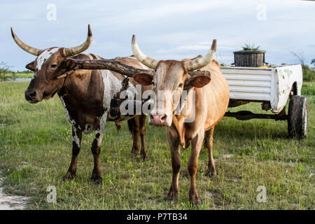 Two brown cows with an ox-cart under the bright sunlight. Rural ...