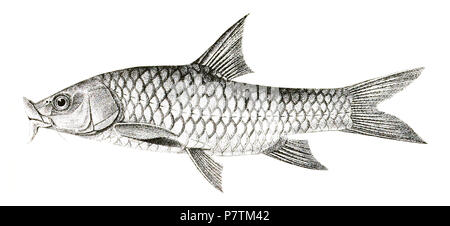 Barbus tor Achilles 140 Stock Photo - Alamy