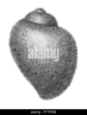 56 Bulinus jousseaumei shell Stock Photo - Alamy