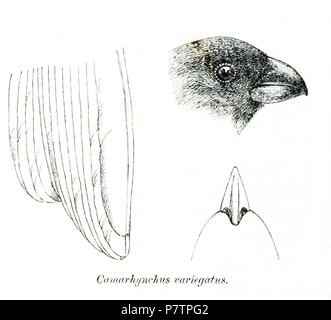 Camarhynchus crassirostris, vegetarian finch Stock Photo - Alamy