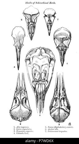 Great Auk Pinguinus impennis or Alca impennis STUFFED SPECIMEN EXTINCT ...