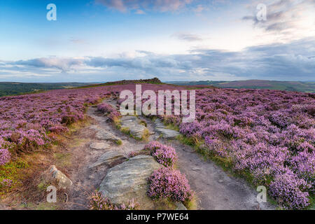Peak District Derbyshire rugged moorland covered in purple heather ...
