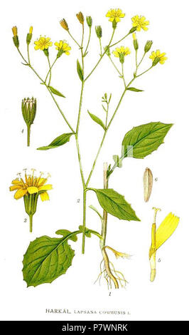 48 Lapsana communis Stock Photo - Alamy
