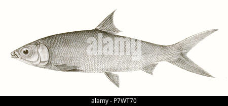 Chanos salmoneus Achilles 166 Stock Photo - Alamy