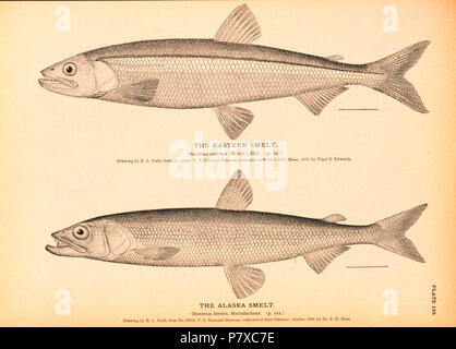 Rainbow smelt and Alaska smelt Stock Photo - Alamy