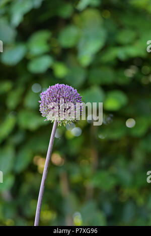 Green onion plants grow tall in neat rows under a bright sun. The ...