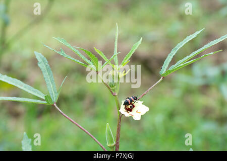 A beautiful bug eating Ladiesfinger Flower Stock Photo - Alamy