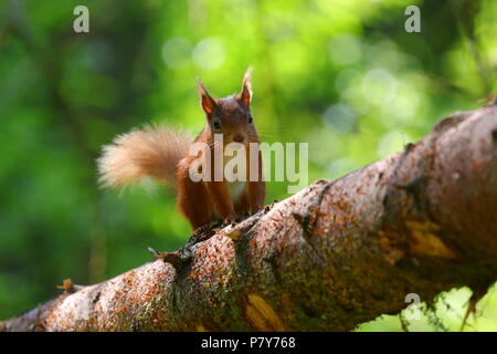 Red Squirrel, near Hawes, Yorkshire Dales Stock Photo - Alamy