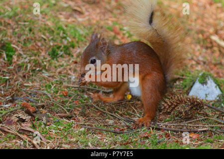 A Red Squirrel at Snaizeholme viewing poiint. Snaizeholme Red Squirrel ...