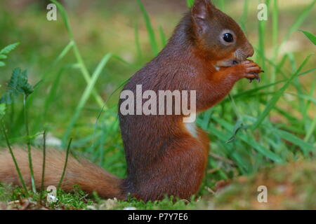 A Red Squirrel at Snaizeholme viewing poiint. Snaizeholme Red Squirrel ...