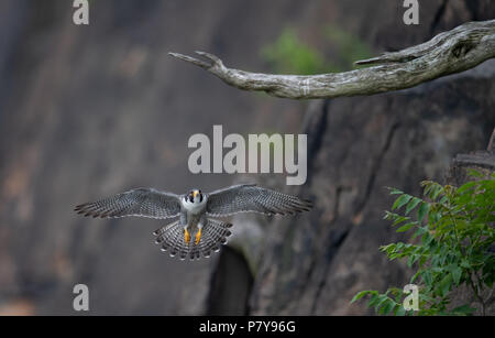 Pretty falcon with beautiful feathers Stock Photo - Alamy