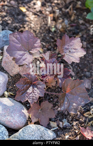 'Red Pearl' Small-leaved alum root, Småblommig alunrot (Heuchera ...