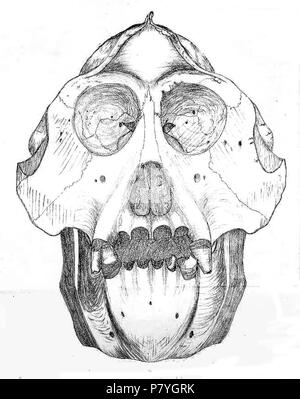 Skull of Bornean orangutan ('Pithecus brookei') . 1853 295 Orangutan ...