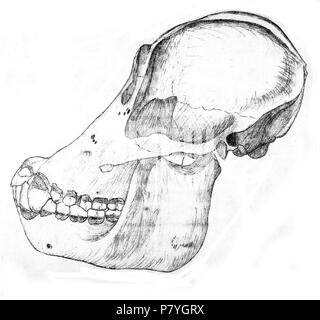 Orangutan skull JASB 5 Stock Photo - Alamy