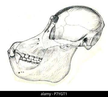 Orangutan skull JASB 8 Stock Photo - Alamy