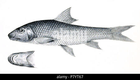 Labeo dyocheilus Achilles 130 Stock Photo - Alamy