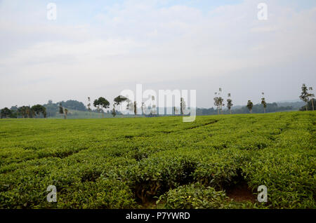 View over tea estate plantation, Haputale, Badulla District, Uva ...