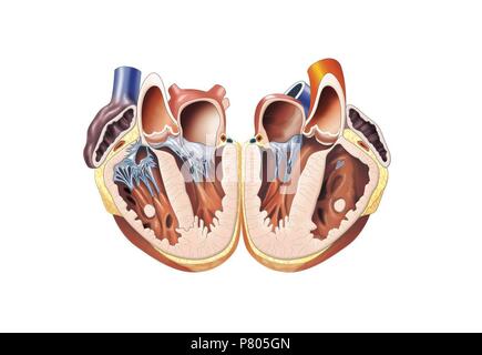 Gross anatomy of the human heart Stock Photo - Alamy
