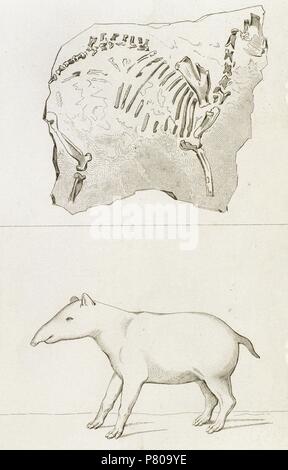 Prehistory. Palaeotherium minus (old beast) found in France. Drawing by ...