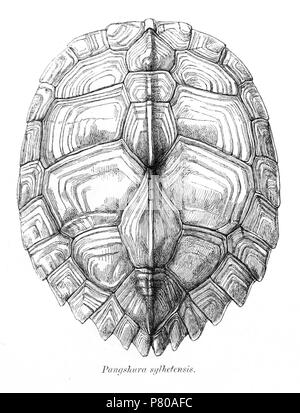 The Assam roofed turtle (Pangshura sylhetensis) also known as Sylhet ...