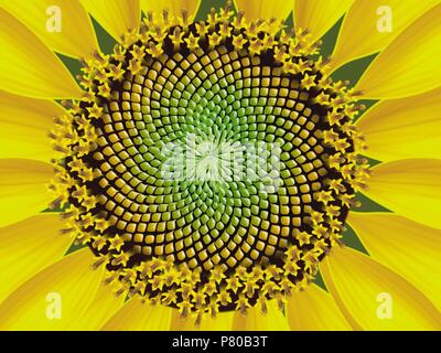 Fibonacci Sequence, Golden Spiral Stock Photo - Alamy