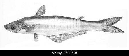 Silundia gangetica Day Suzini 114 Stock Photo - Alamy