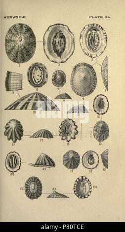 Snails shells - illustration 1891 Stock Photo - Alamy