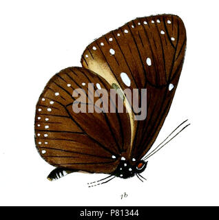Salpinx novarae = Euploea eunice (Godart, 1819) . 1890 339 ...