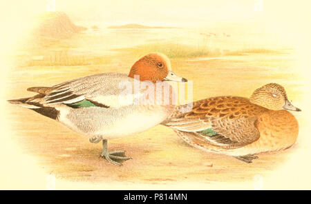 Eurasian wigeon bird (Mareca penelope) in Aswan, Egypt Stock Photo - Alamy