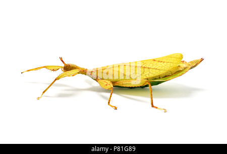 Phyllium philippinicum, aka Leaf Insect is an insect in the order of ...